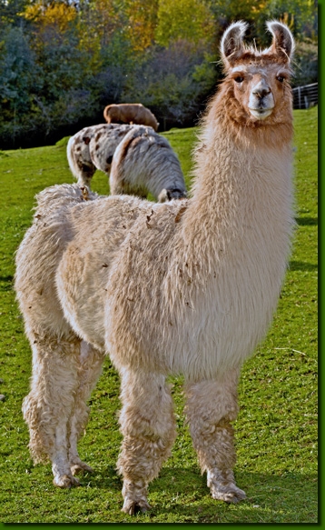 Lamas mâles - les Américains du Nord