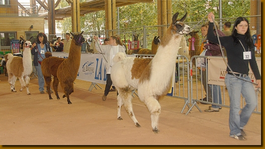 Lama-Show
