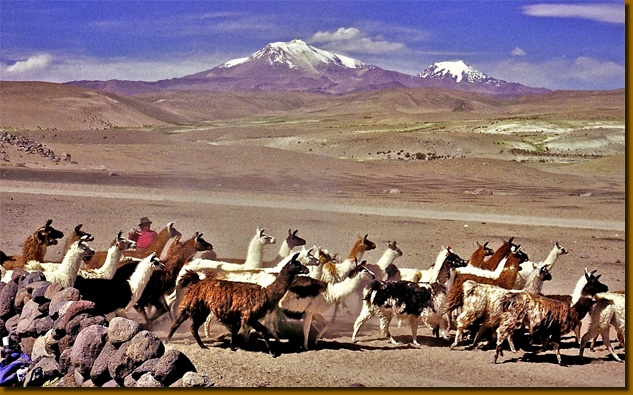 Région d'origine des lamas 2