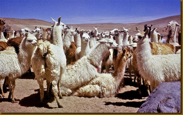 Culture d'origine des Lamas A