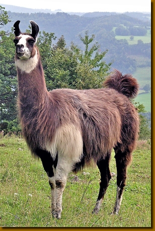 Lamas 2
