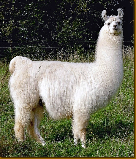 Lamas 2