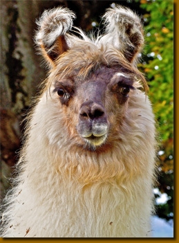 Lamas 2