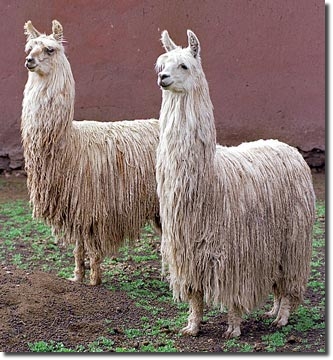 Les types de laine chez le lama lainé