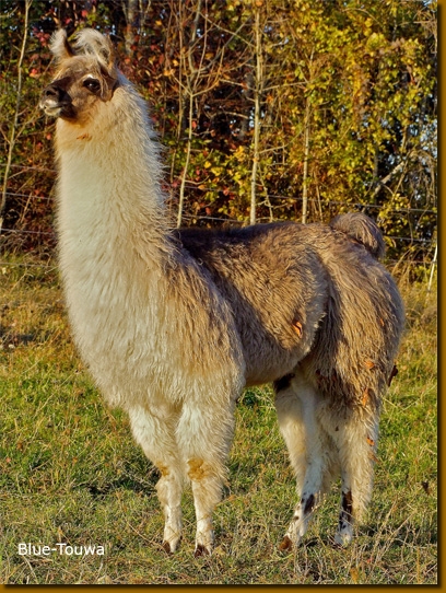 Résultats Shows Lamas
