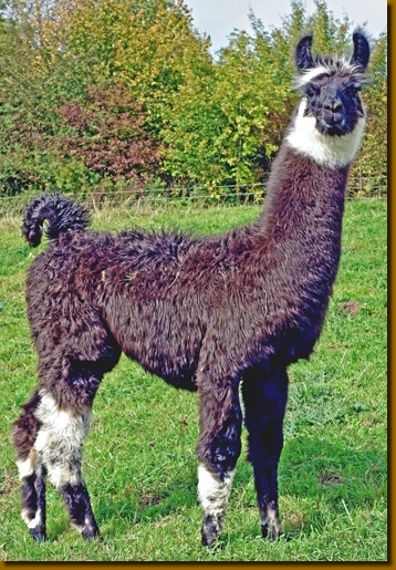 vente mâles lamas entiers 2008-12