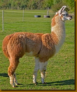 vente mâles lamas entiers 2008-12